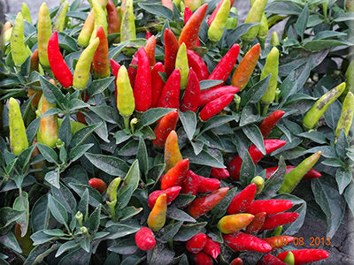 Matchbox Pepper from Heritage Harvest Seed