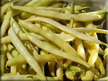 Heirloom Bean Seeds - Yellow Pod Bush (Wax) – Heritage Harvest Seed