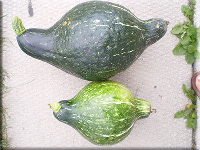 Green Hubbard Squash from Heritage Harvest Seed