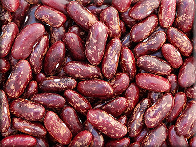 Heirloom Bean Seeds - Bush – Heritage Harvest Seed