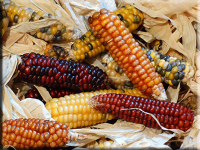 Saskatchewan Rainbow Flint Corn from Heritage Harvest Seed