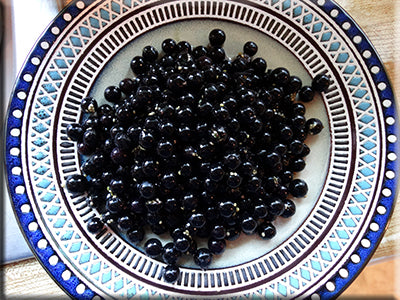 Wonderberry from Heritage Harvest Seed