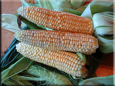 Yukon Chief Corn from Heritage Harvest Seed